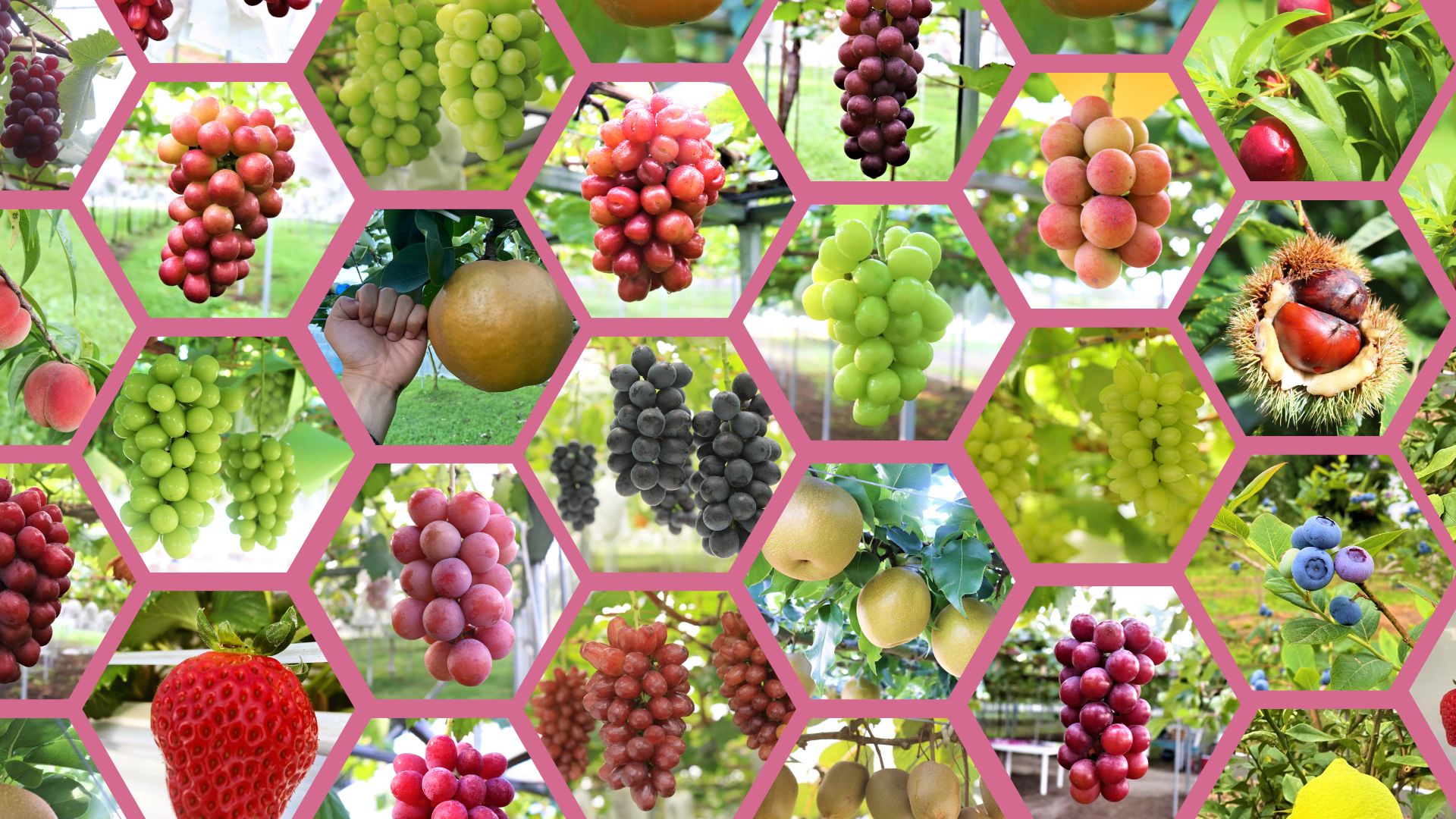 果樹園＆バーベキュー – 霧島さくらフルーツランド